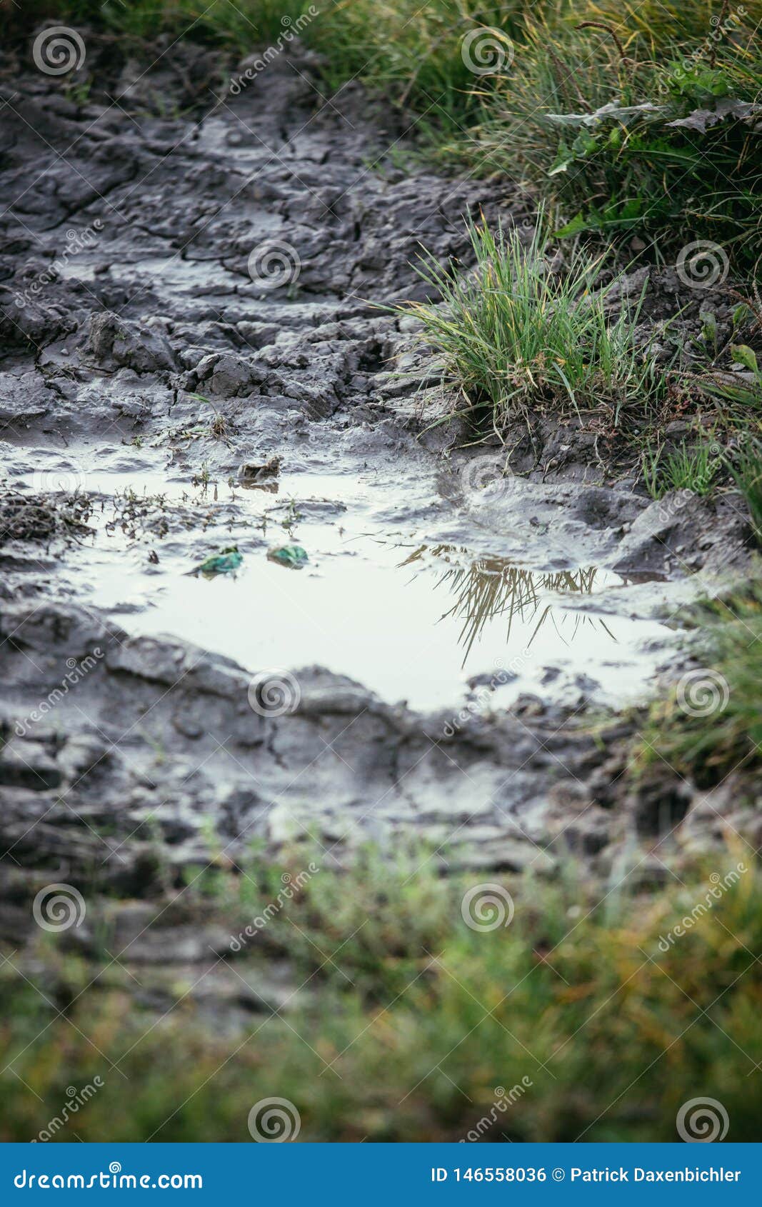 Puddle of Mud on Field, Water Stock Photo - Image of water, blade ...