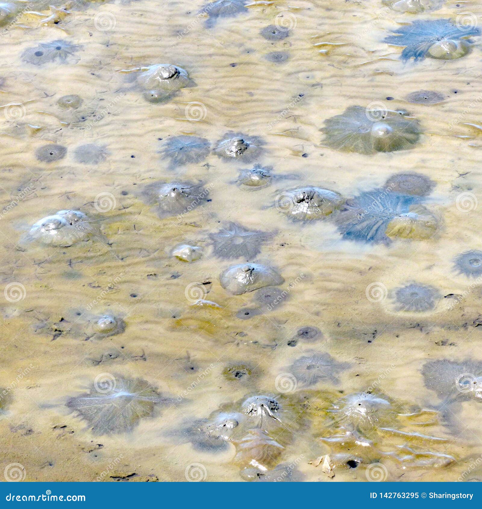 Puddle and Mud Texture, Abstract Background Stock Image - Image of ...
