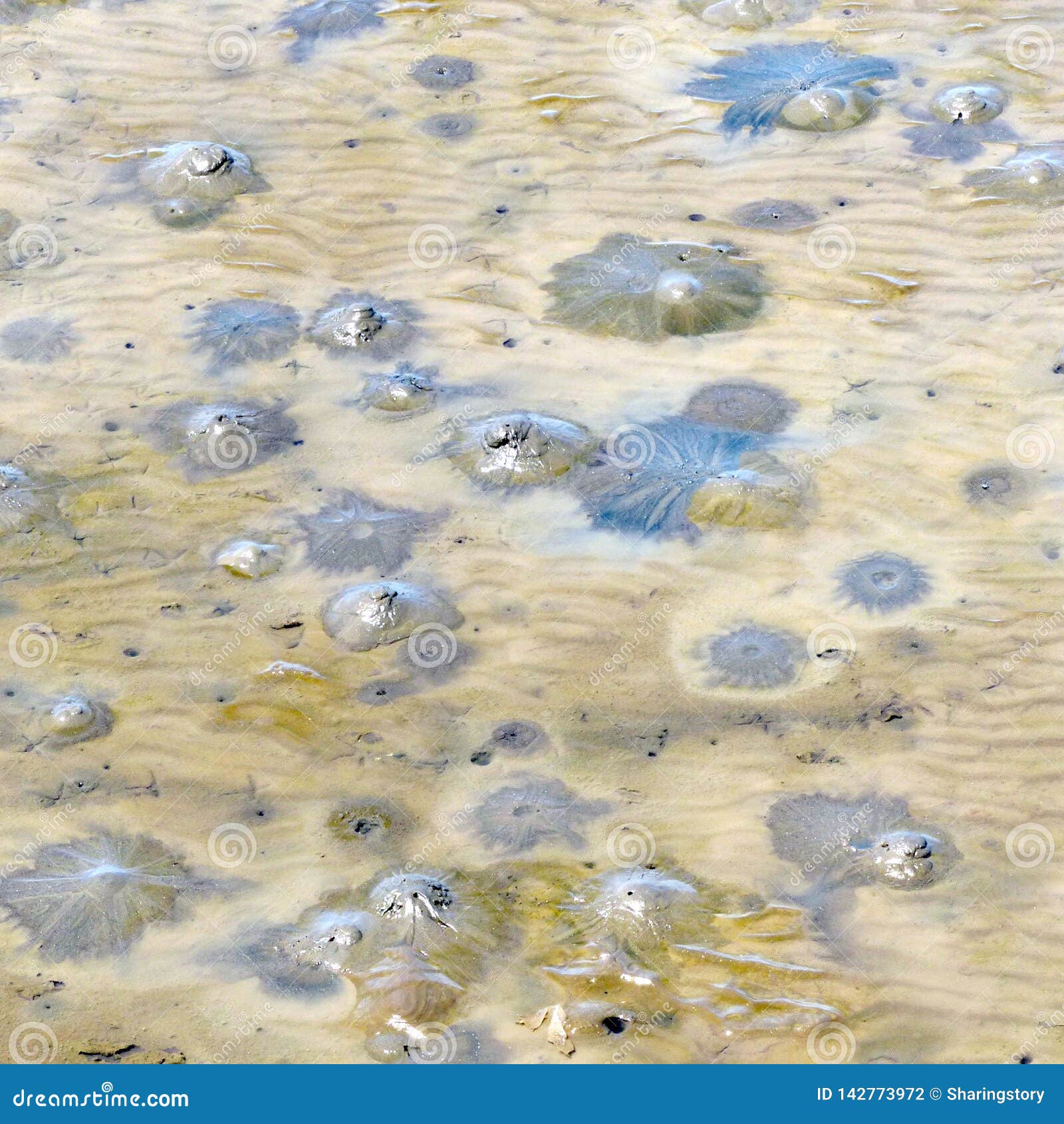 Puddle and Mud Texture, Abstract Background Stock Photo - Image of ...