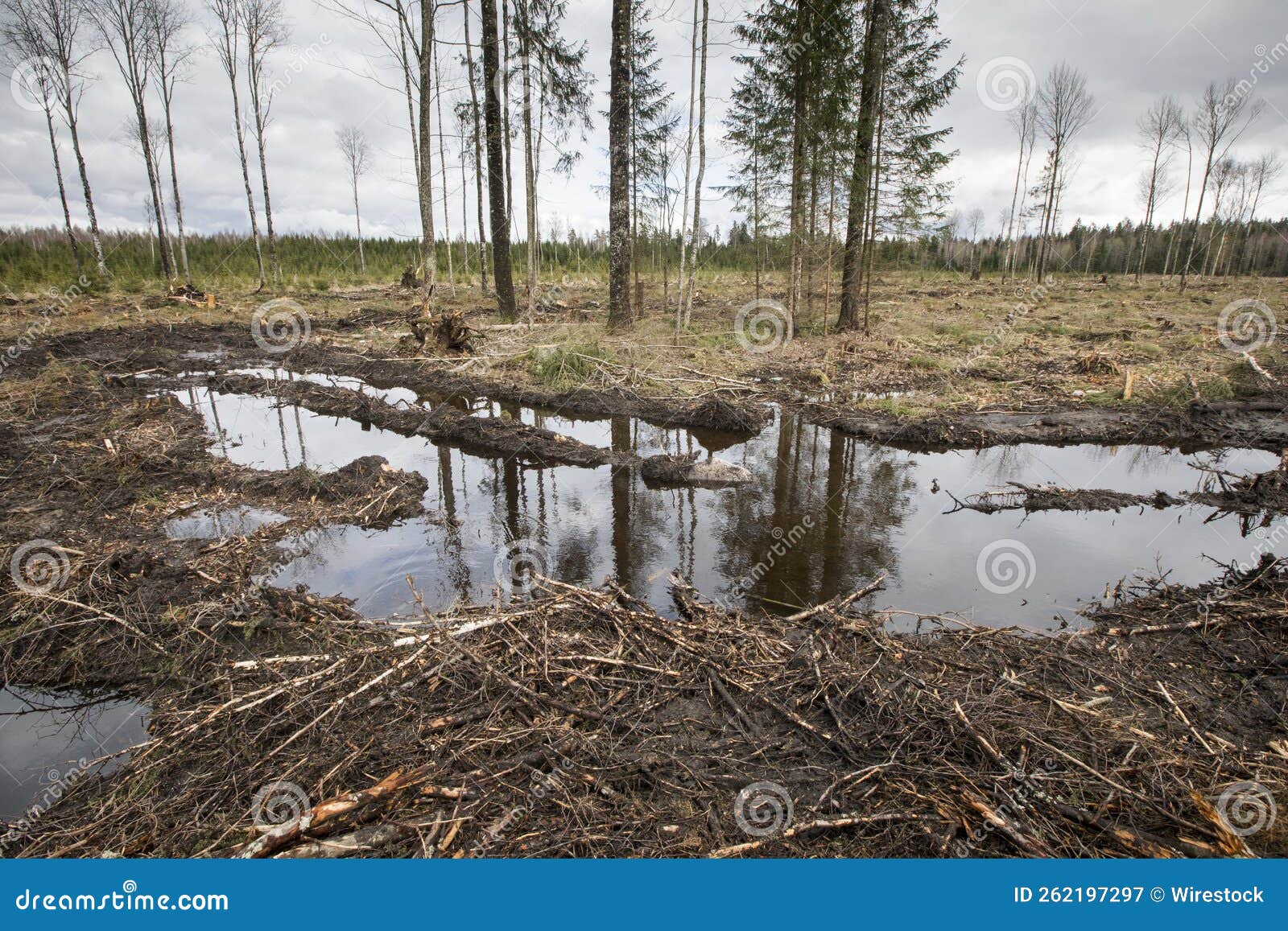Puddle in a muddy forest stock image. Image of drop - 262197297