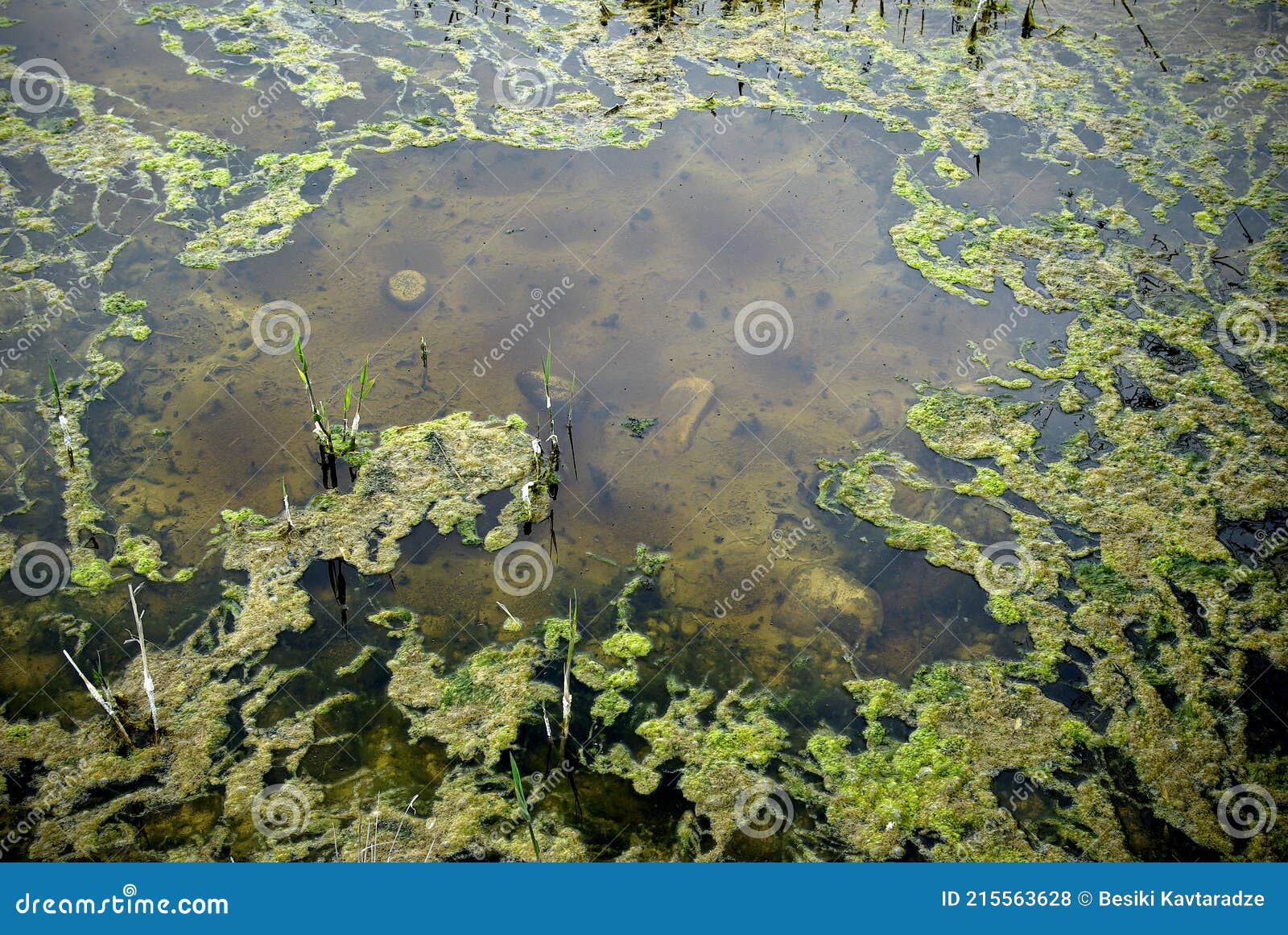 A Puddle with Natural Pattern on Water Surface Stock Photo - Image of ...