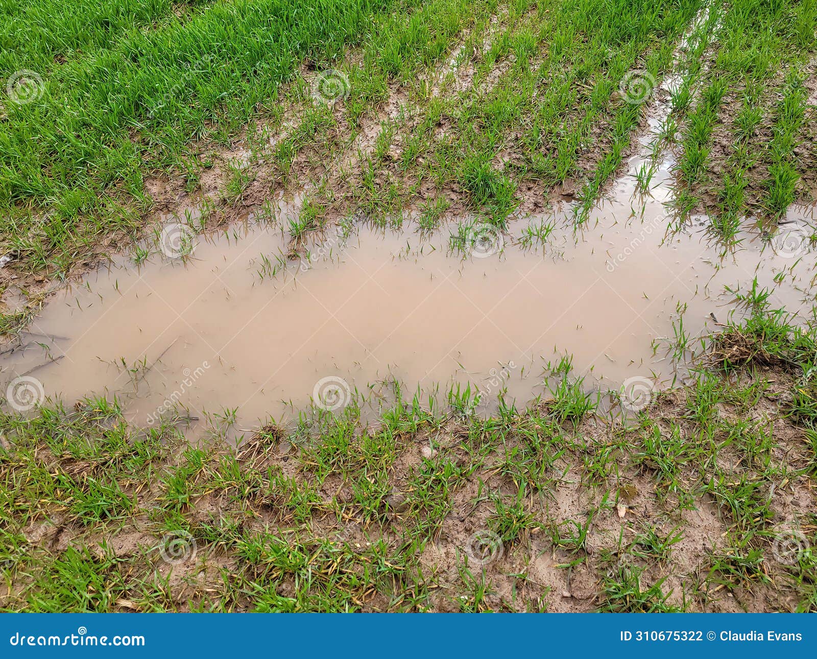 Puddle in Nature with Green Grass Stock Photo - Image of nature, storm ...