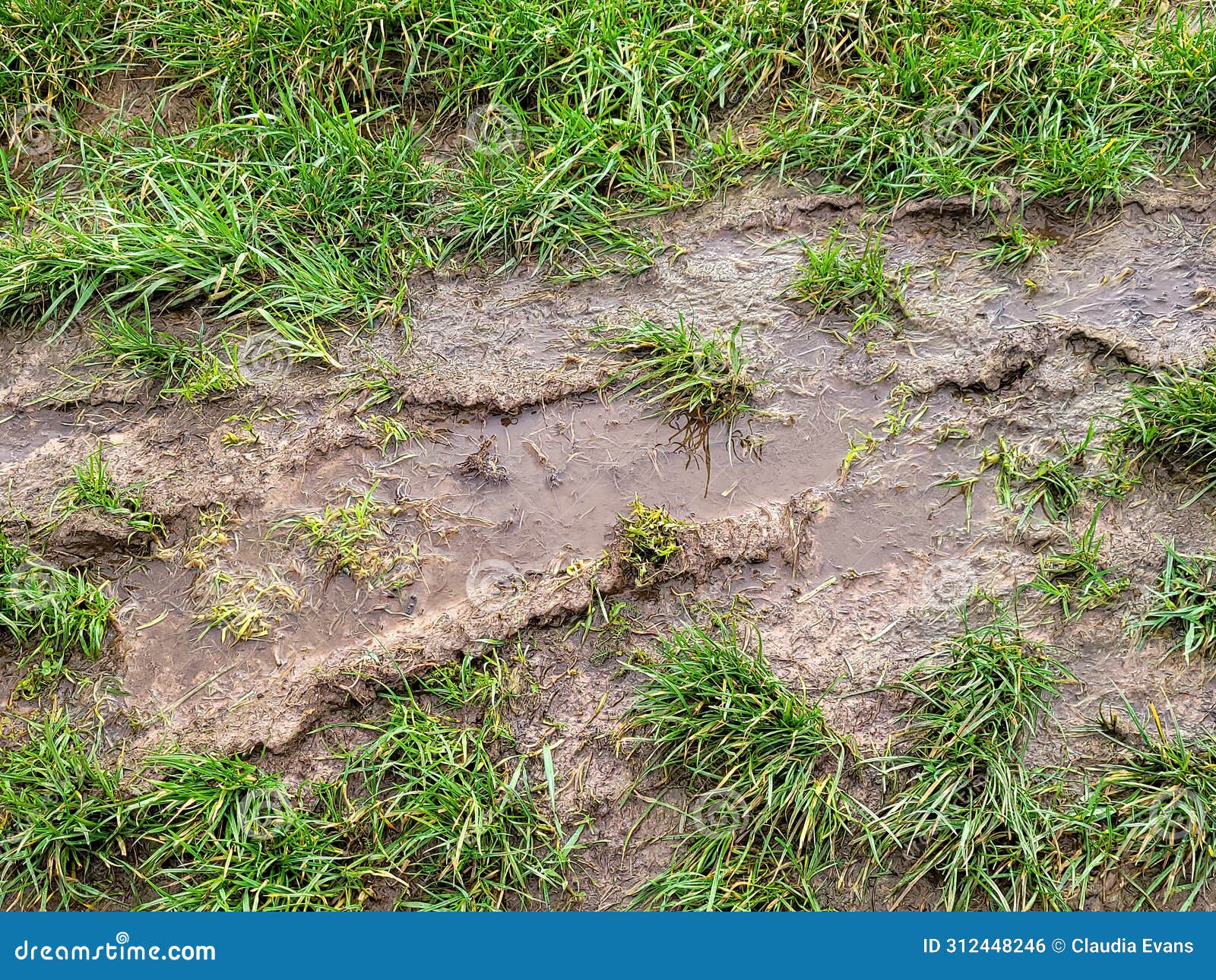 Puddle in Nature with Green Grass Stock Photo - Image of puddle, meadow ...