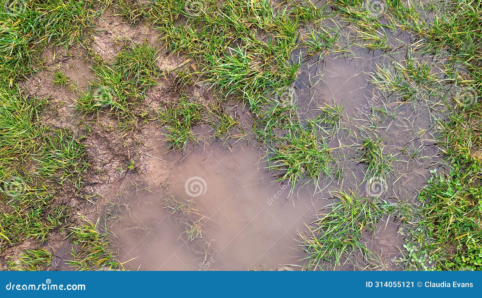 Puddle in Nature with Green Grass Stock Image - Image of environment ...