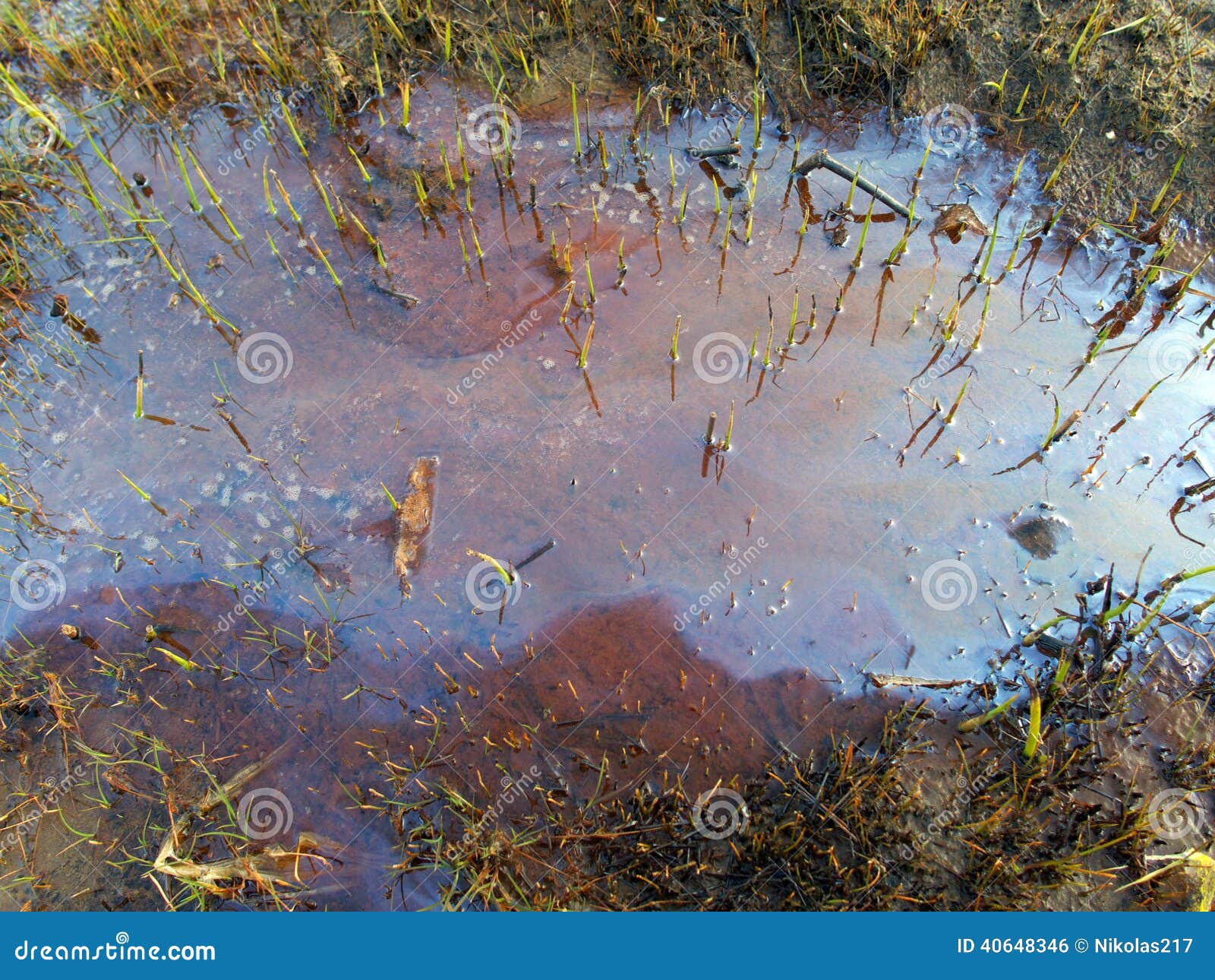 Puddle of oil stock photo. Image of floor, fossil, fitness - 40648346