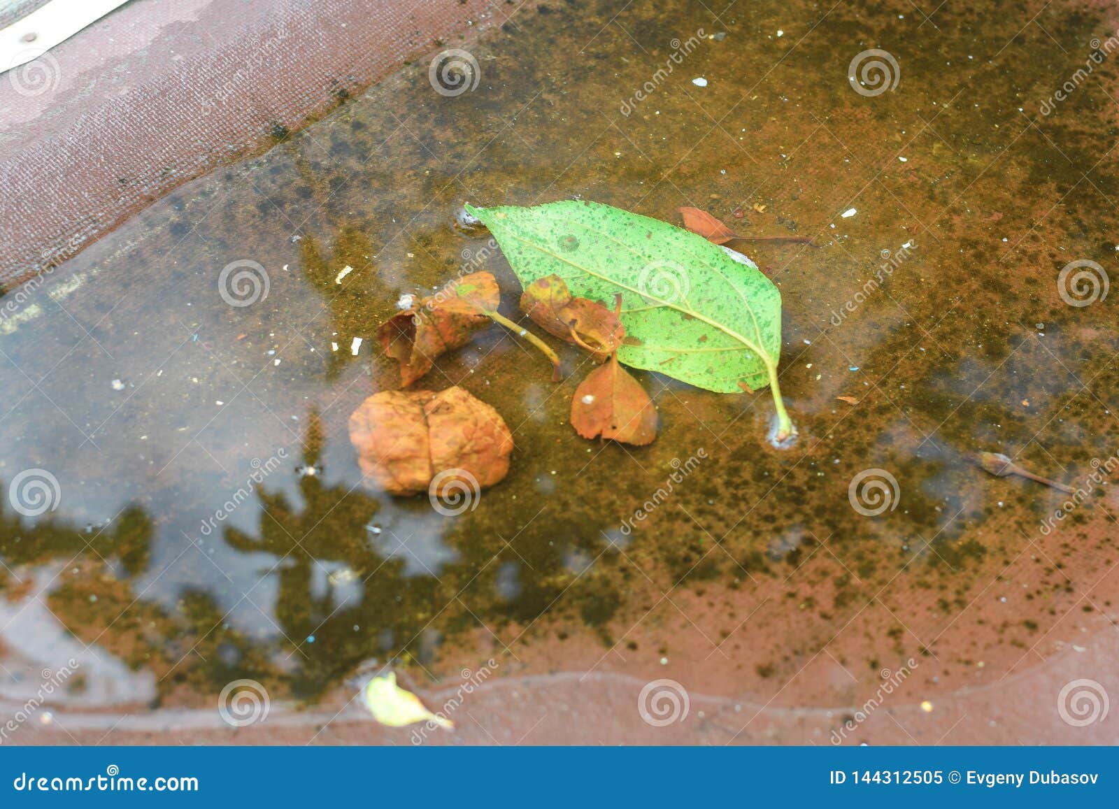 Puddle with One Green Leaf and Some Old Leaves with Reflections Stock ...