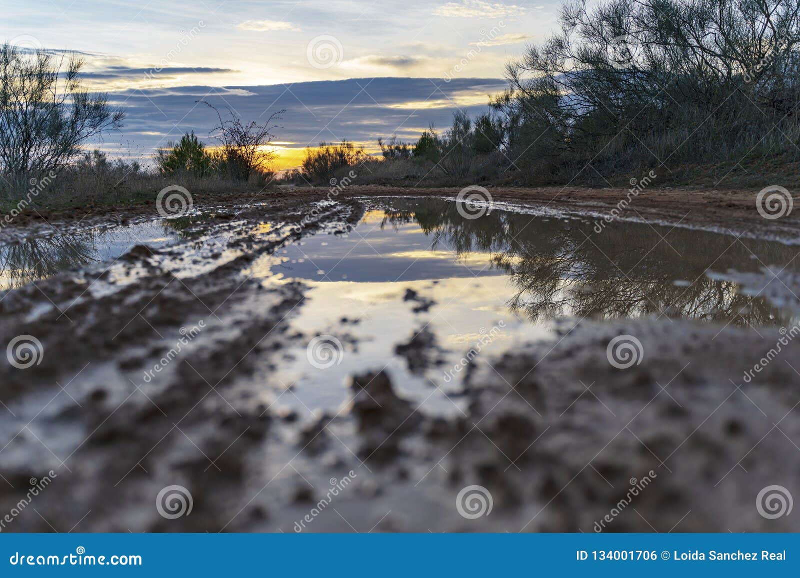 Puddle on a Path in the Field in Which the Sunset is Reflected. Stock ...