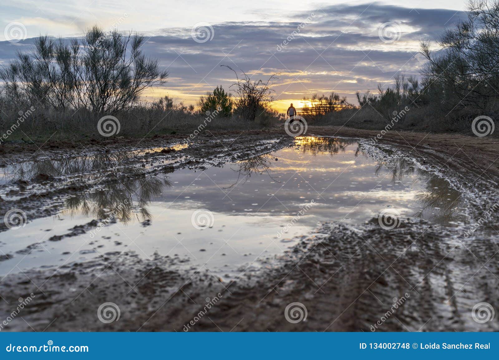 Puddle on a Path in the Field in Which the Sunset is Reflected. Stock ...