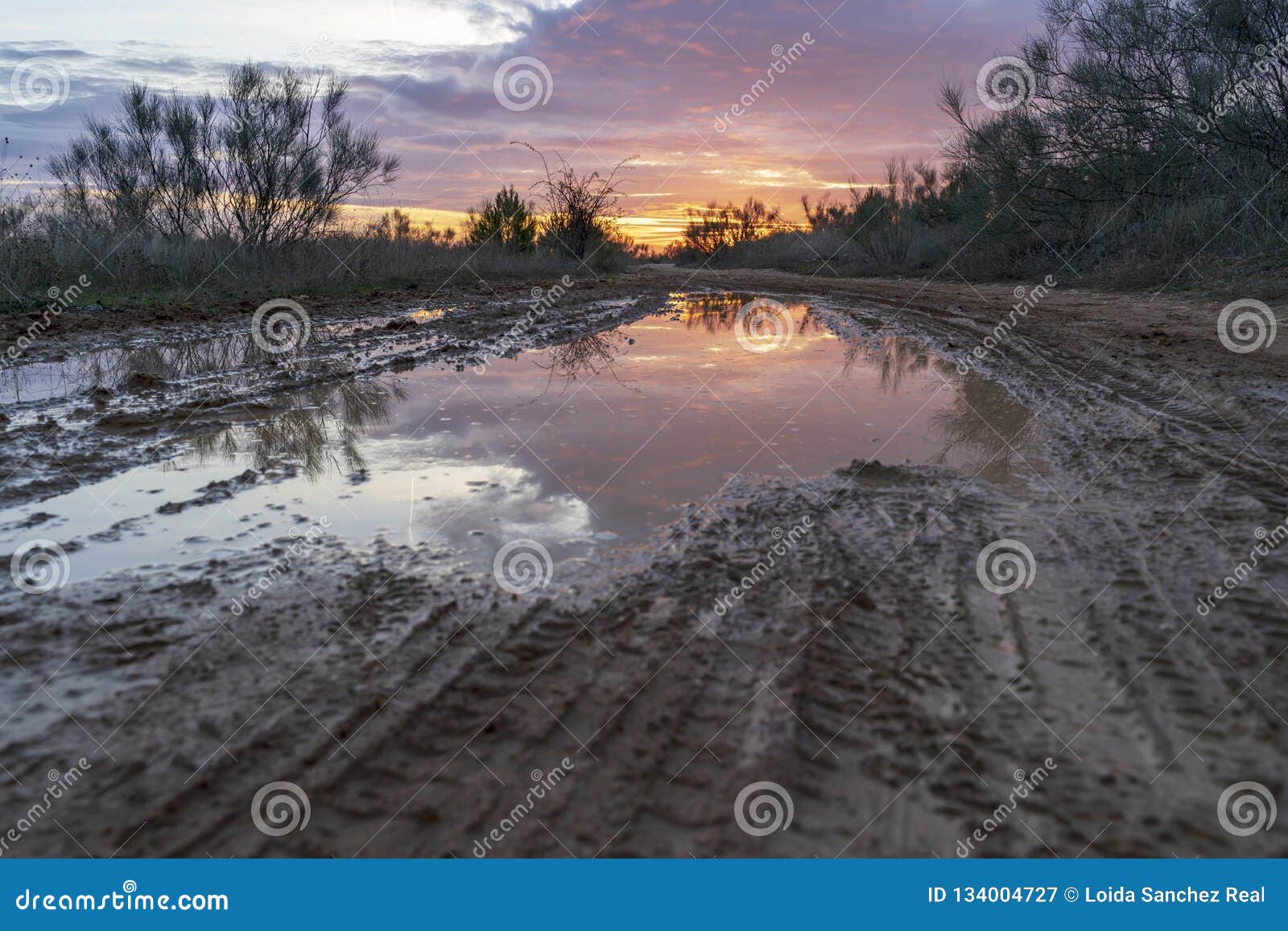 Puddle on a Path in the Field in Which the Sunset is Reflected. Stock ...