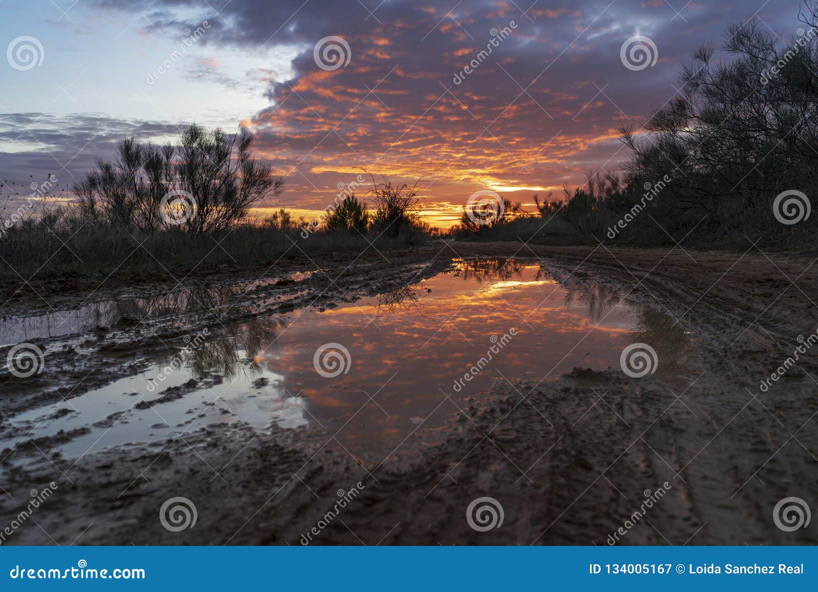 Puddle on a Path in the Field in Which the Sunset is Reflected. Stock ...