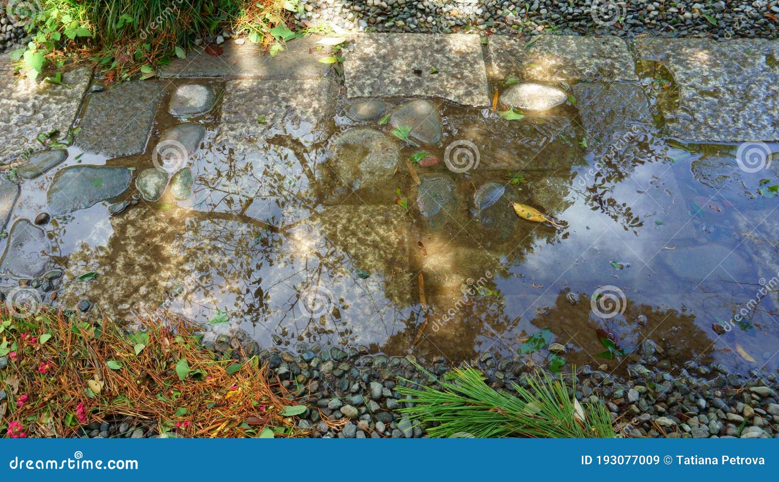 Puddle on the Path in the Park after Rain Stock Image - Image of green ...