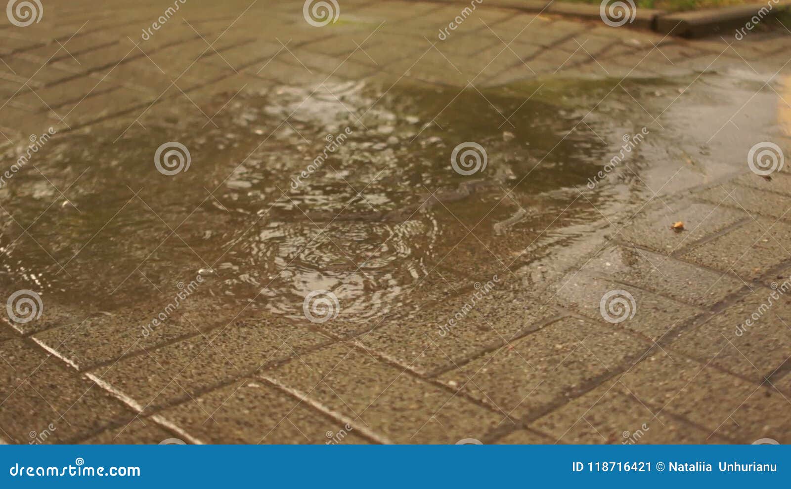 Puddle on the Pavement. Drops of Rain Fall into the Water Stock Video ...
