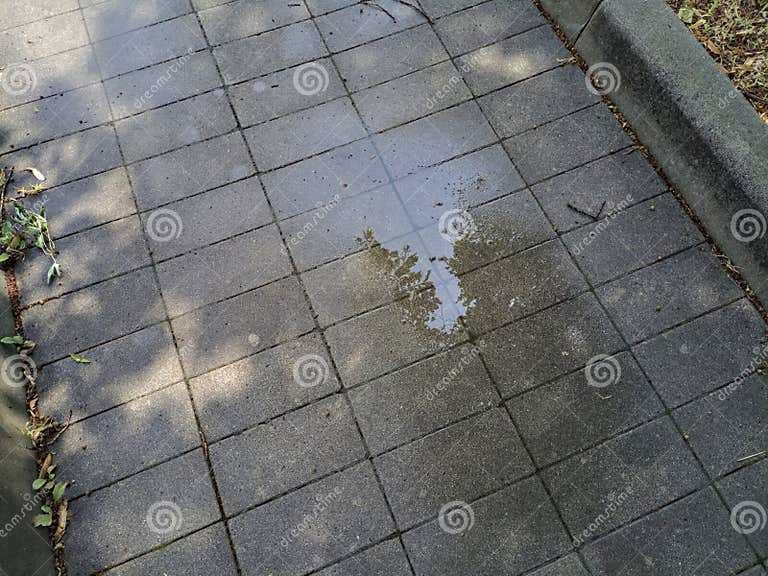 Puddle on a Pavement with Sunlight and Trees Casted in the Water Stock ...