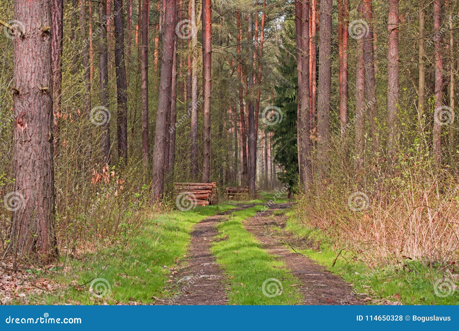A Puddle in the Pouring Rain of Spring. Stock Photo - Image of drop ...