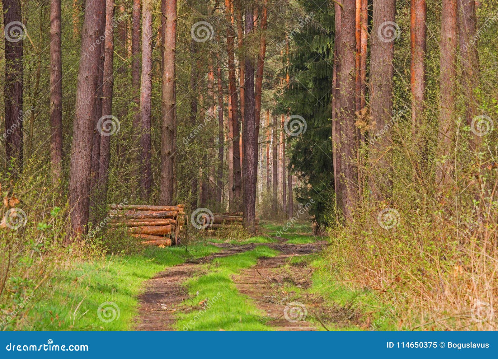 A Puddle in the Pouring Rain of Spring. Stock Image - Image of rough ...