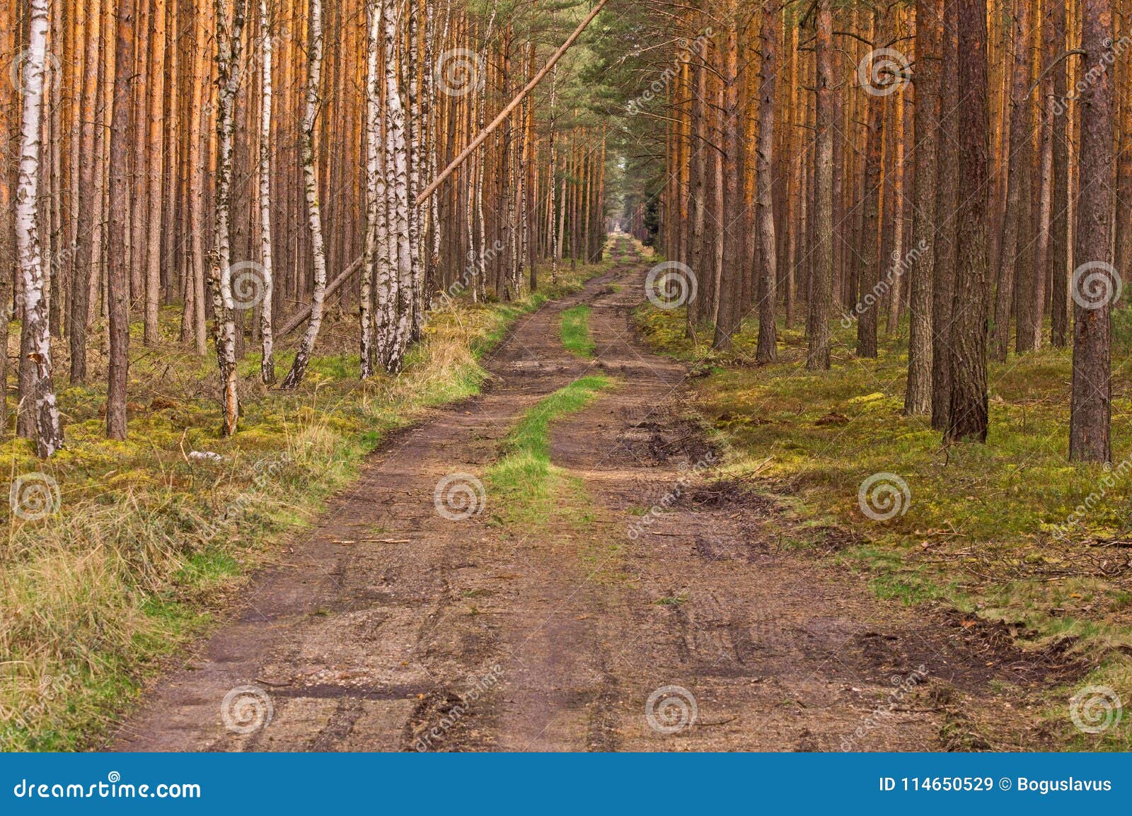 A Puddle in the Pouring Rain of Spring. Stock Image - Image of puddle ...