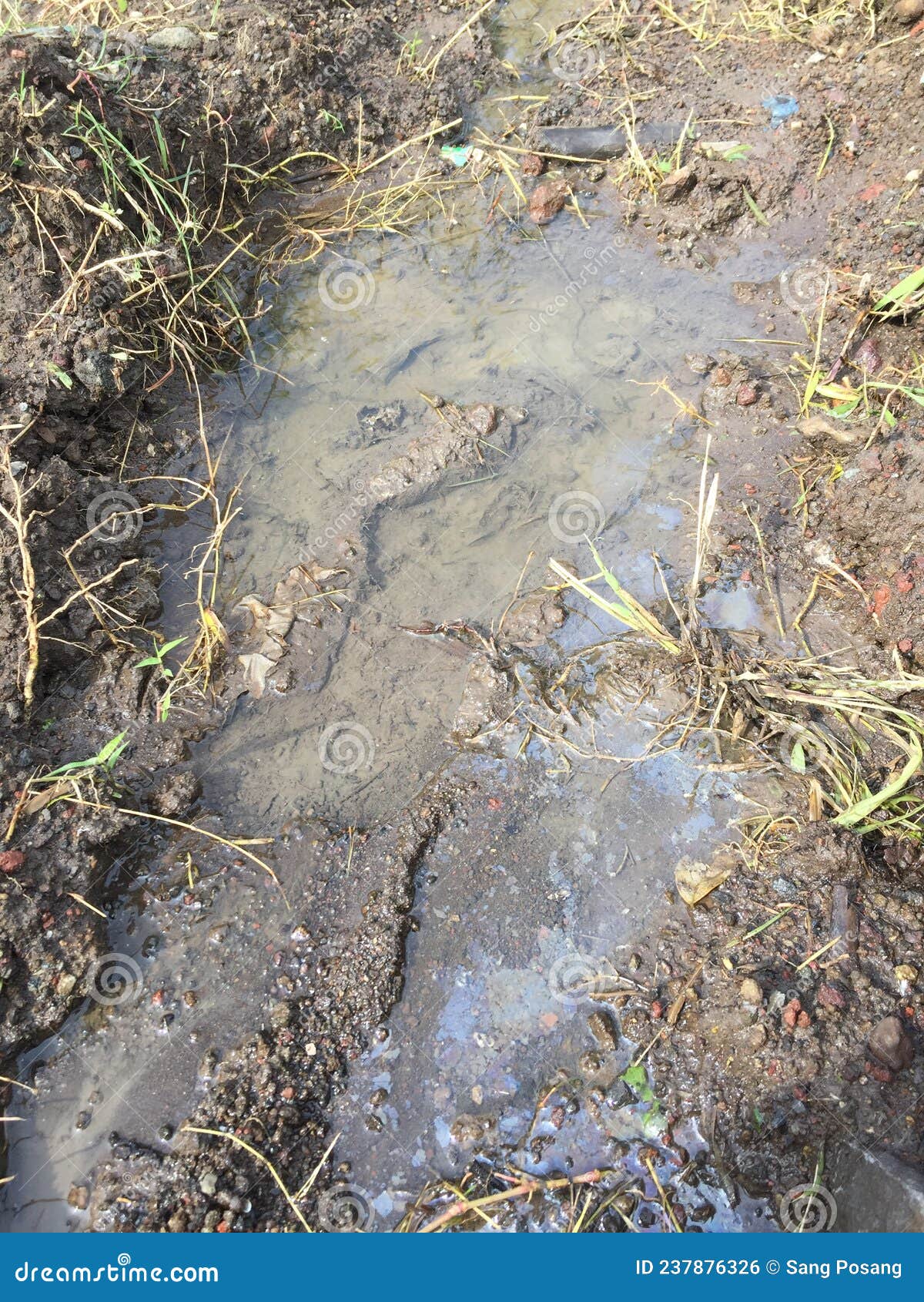 Puddle of rain stock photo. Image of wilderness, pond - 237876326