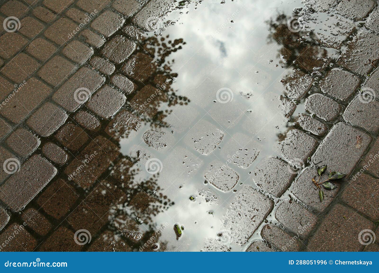 Puddle of Rain Water on Paved Pathway Outdoors, Above View Stock Photo ...