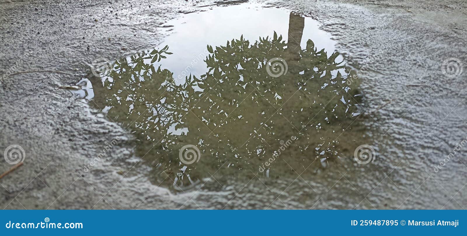 The Puddle of Rainwater on the Floor is Concave, Showing the Image of ...