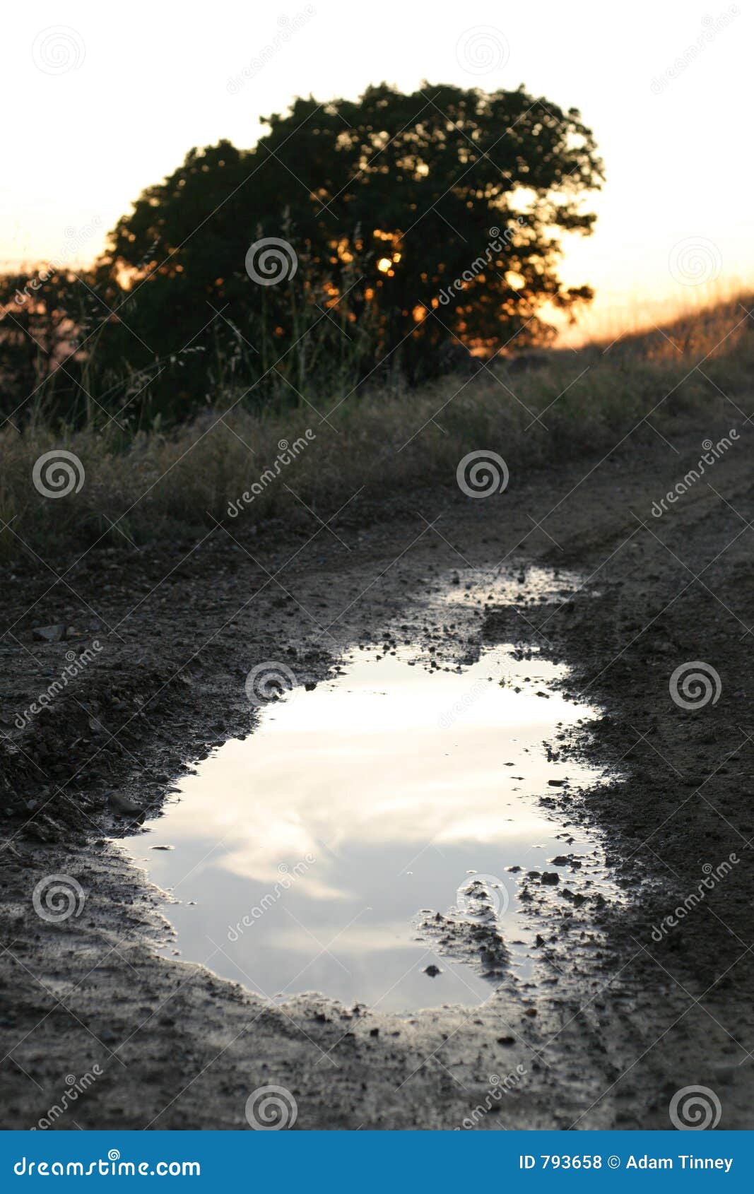 Puddle Reflection stock photo. Image of reed, white, puddle - 793658