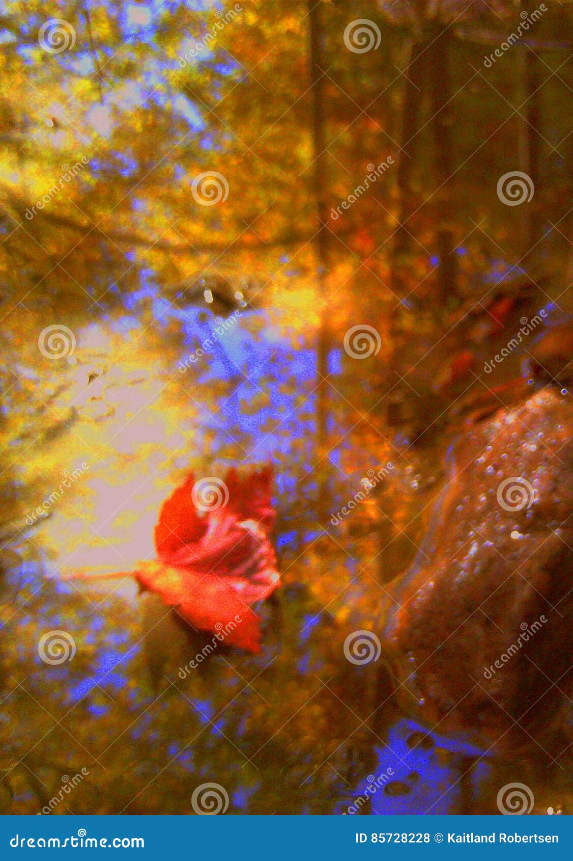 Puddle Reflection stock photo. Image of nature, reflective - 85728228