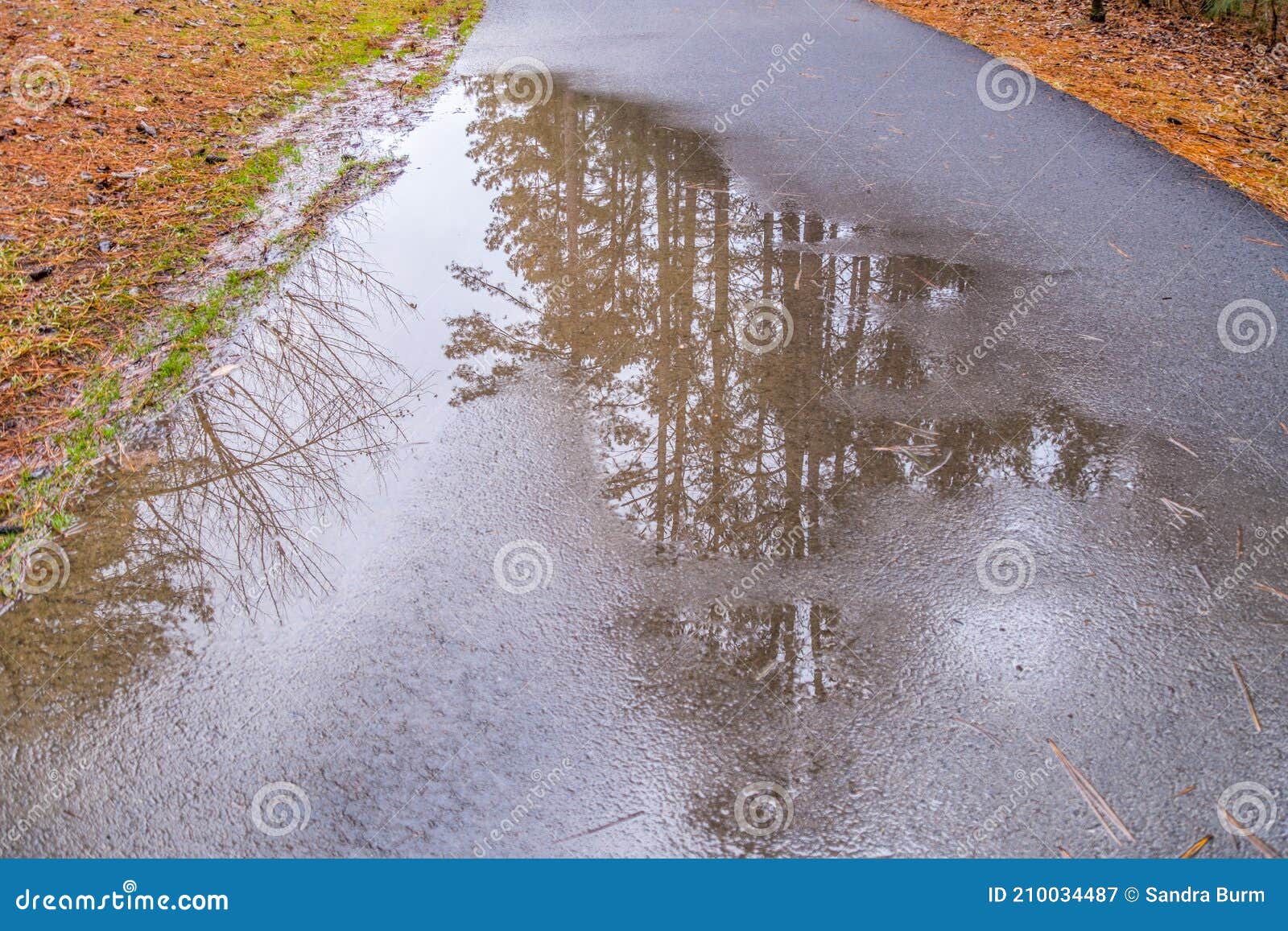 Puddle Reflection on the Trail Stock Image - Image of ground, journey ...