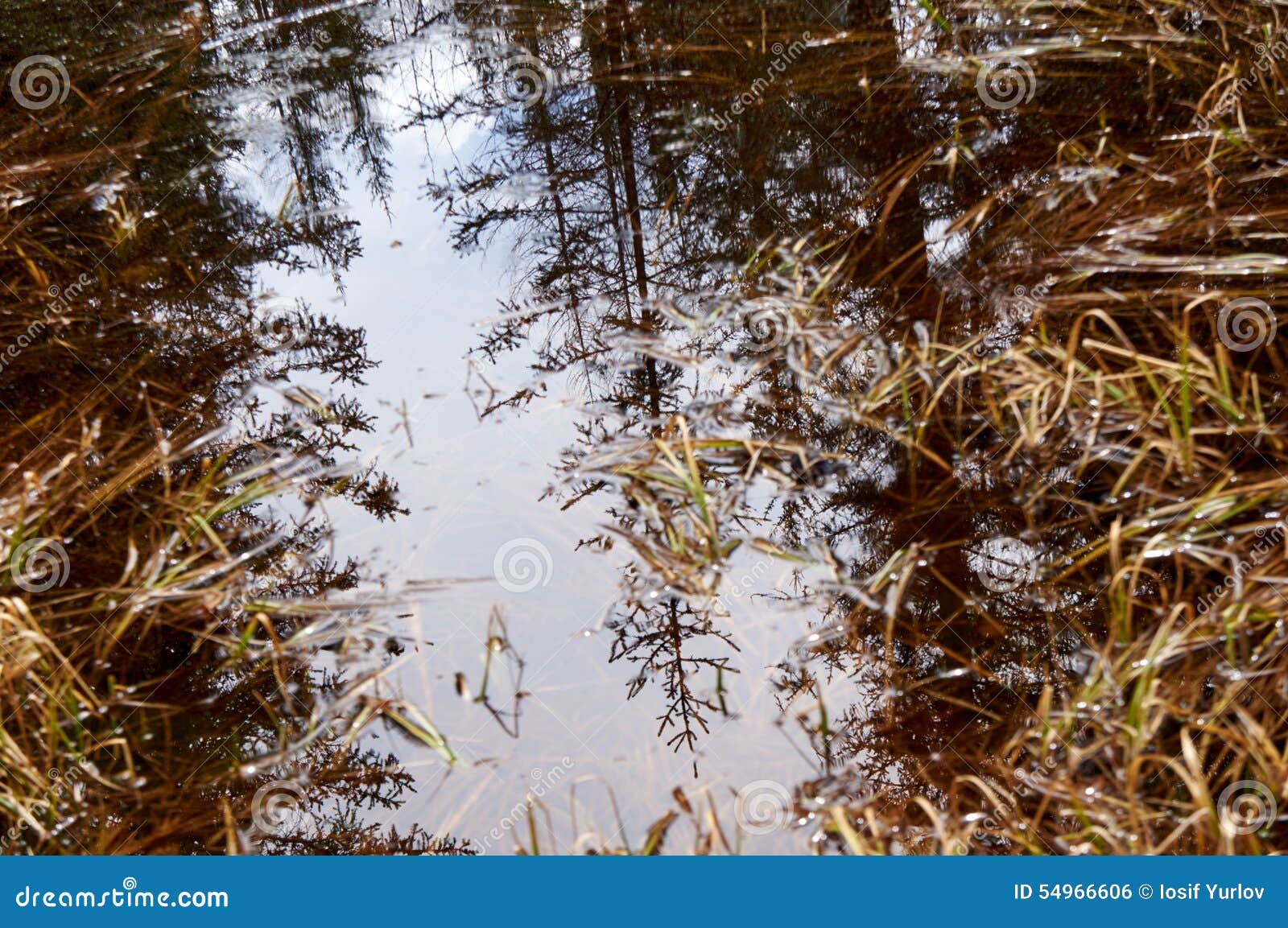 A Puddle with Reflections in a Marsh Stock Photo - Image of background ...