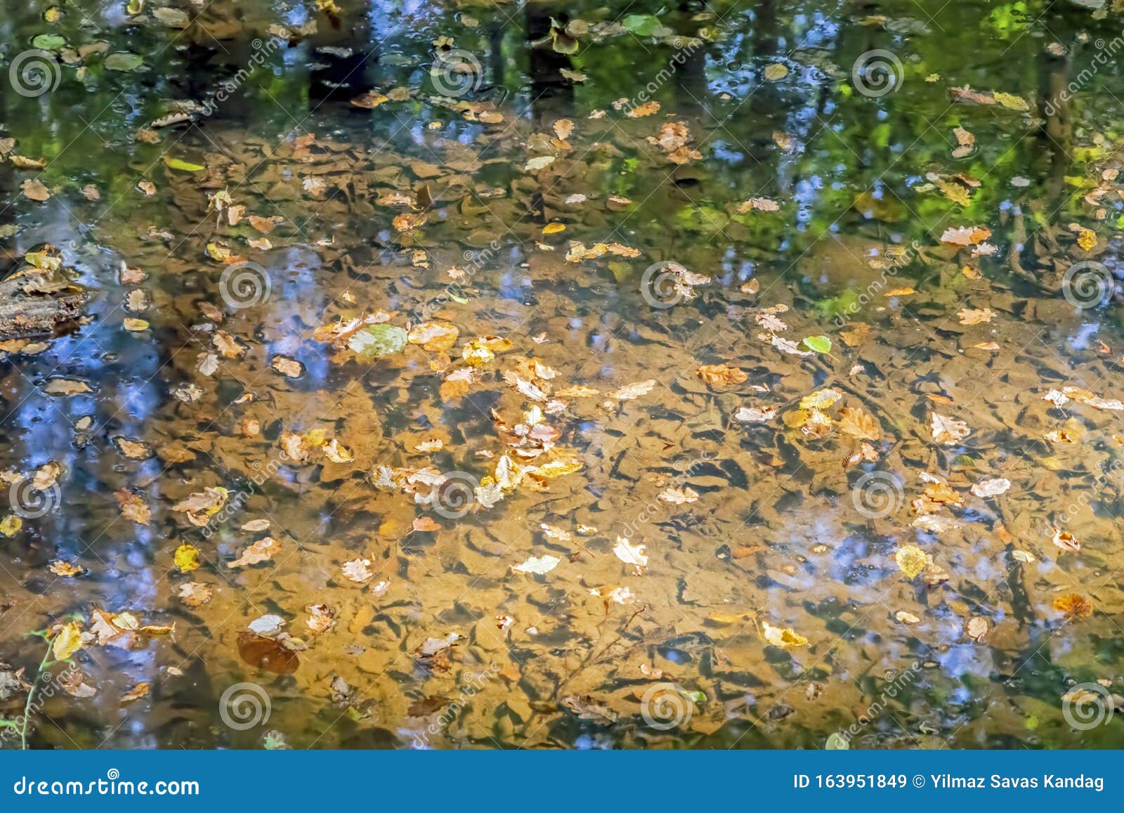 Puddle and Reflections in the Woods Stock Image - Image of ground, blue ...