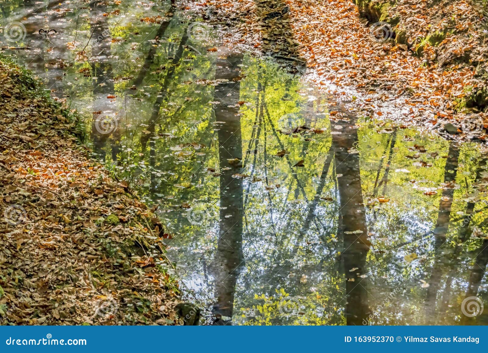Puddle and Reflections in the Woods Stock Photo - Image of fantasy ...