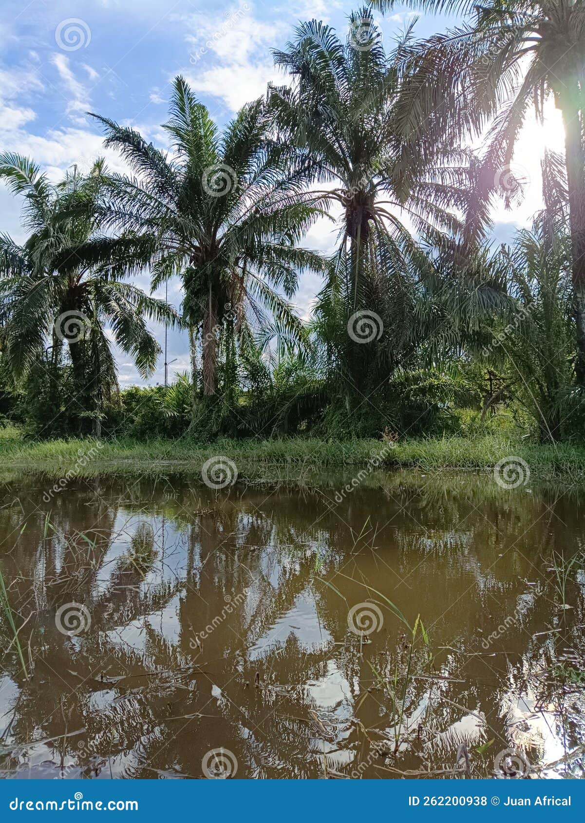 Puddle of Rice Fields before Planting Rice Stock Photo - Image of ...
