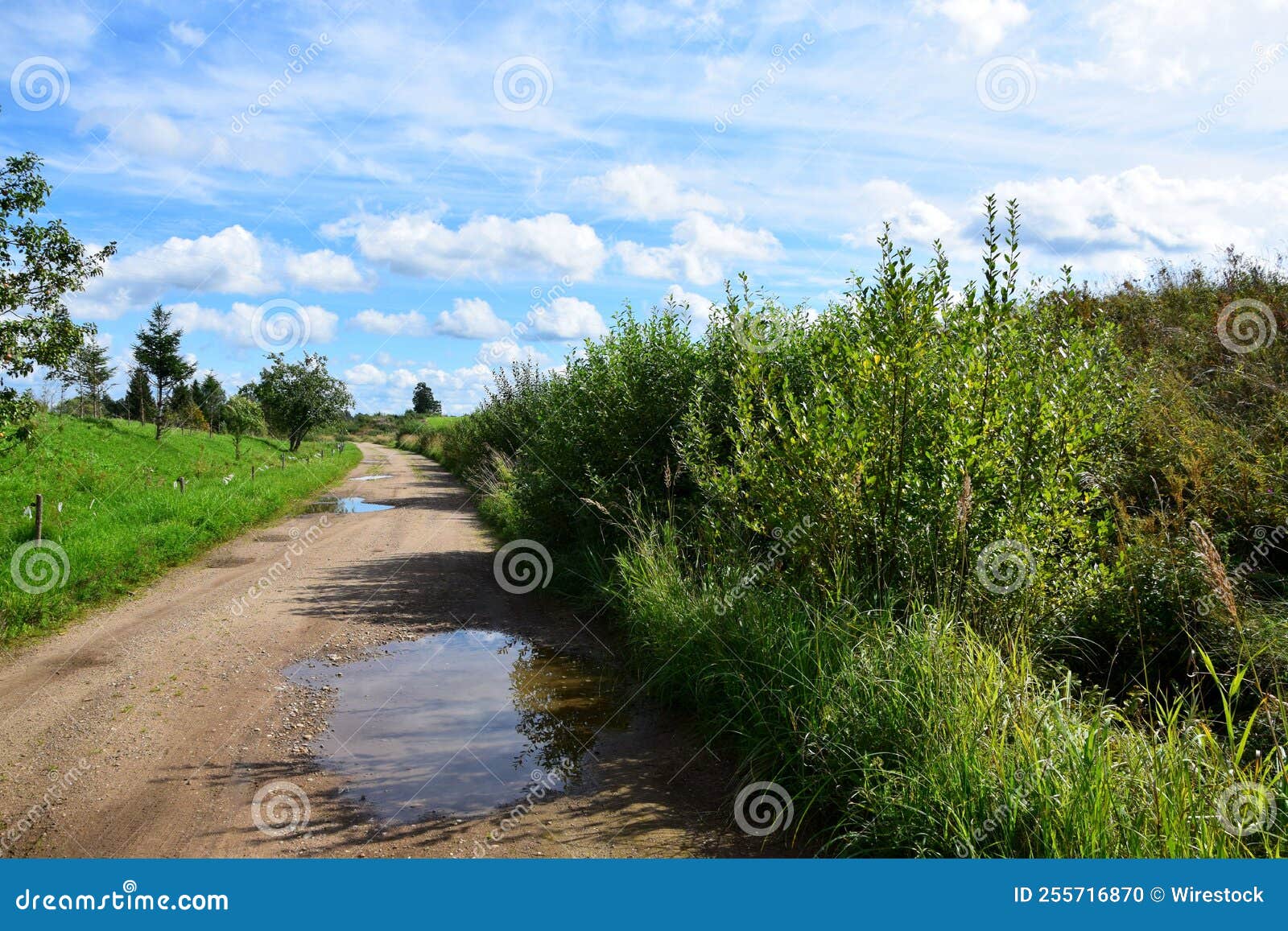 Puddle on a Road between Green Plants and Trees in the Countryside ...