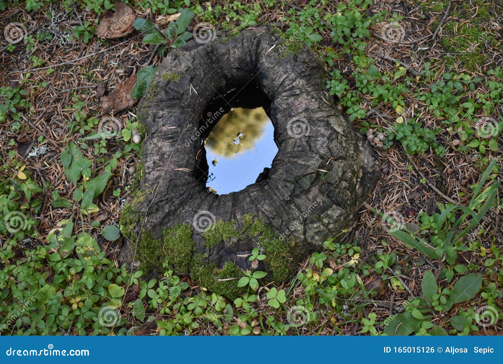 The Puddle in the Rotten Stump and the Reflection of the Tree and Sky ...