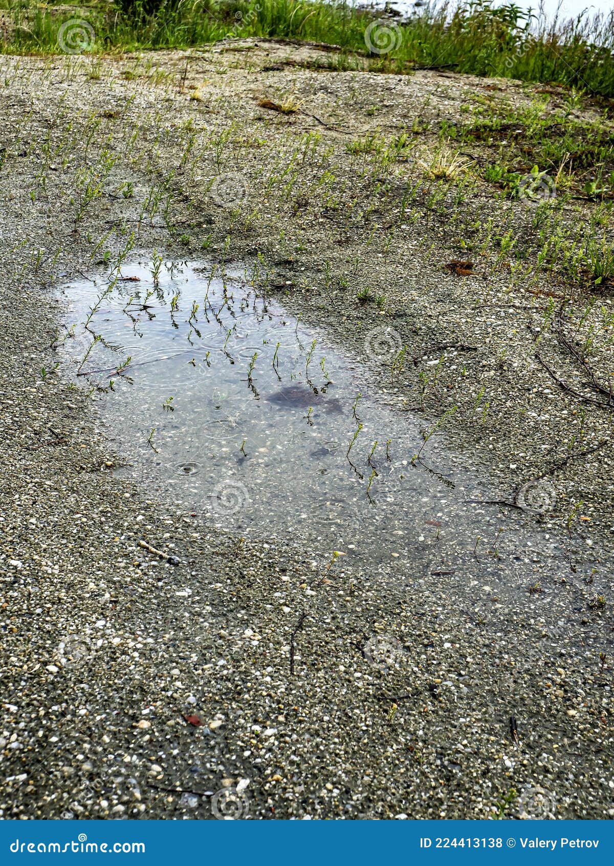 Puddle on the Sandy Shore of the Lake during the Rain Stock Photo ...