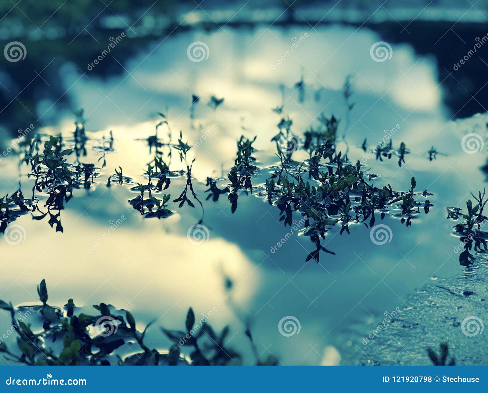 A Rustic Puddle Reflects a Dimming Sunset Stock Photo - Image of ...