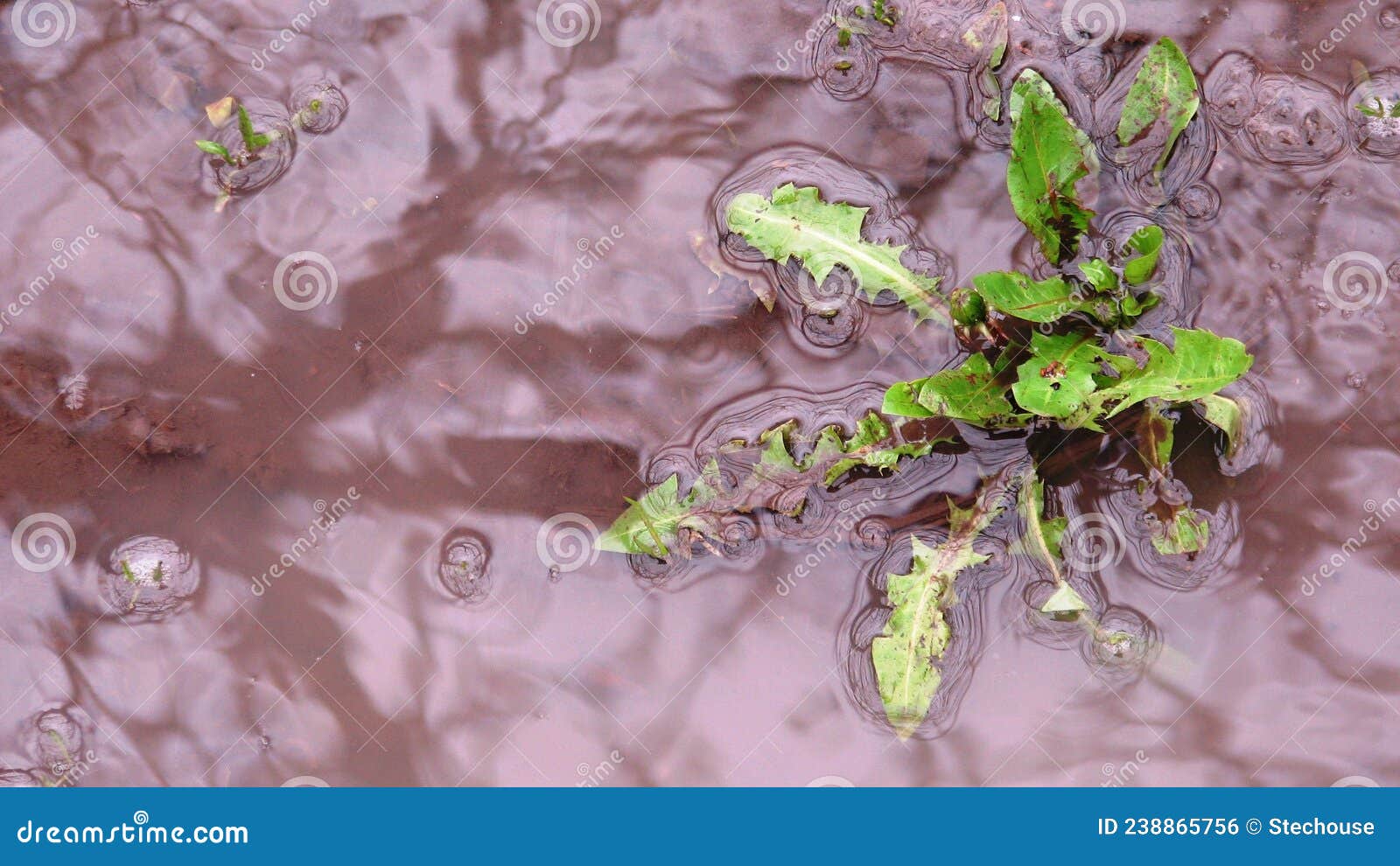 A Green Leaf Shoots Out of a Murky Puddle Stock Photo - Image of flat ...
