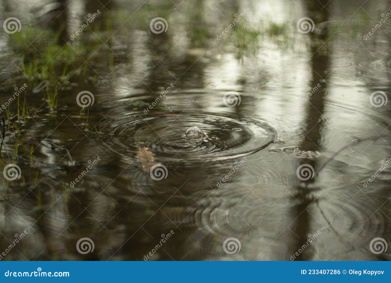 Puddle in Spring. Circles on the Water Stock Photo - Image of seasonal ...