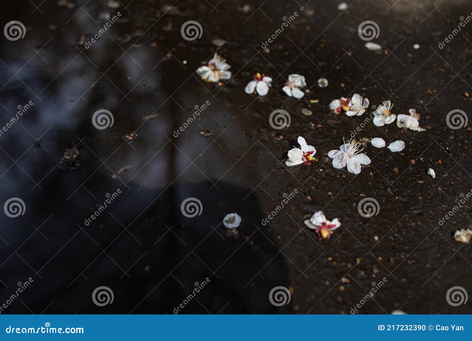 Puddle of Spring Flowers and a Reflection of a Tree after Rain. Stock ...