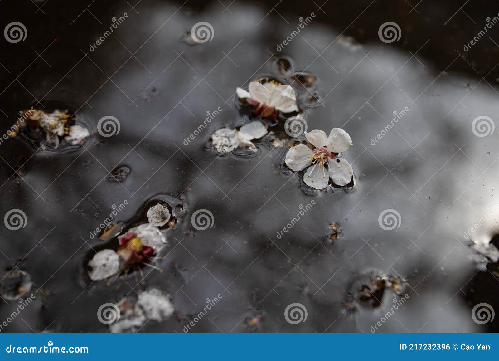 Puddle of Spring Flowers and a Reflection of a Tree after Rain. Stock ...