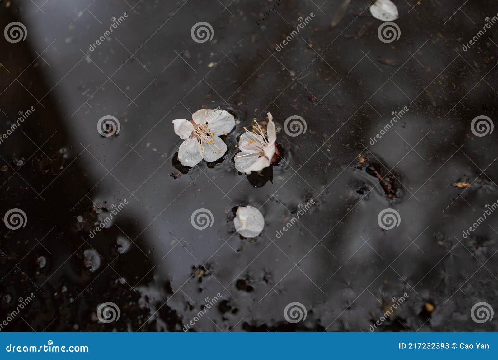 Puddle of Spring Flowers and a Reflection of a Tree after Rain. Stock ...