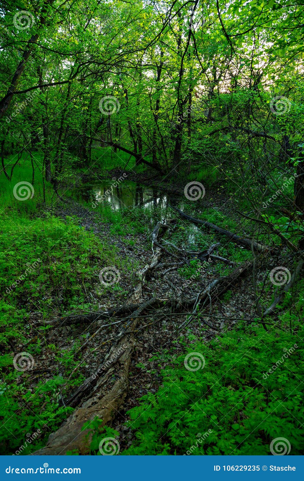 A Puddle in the Spring Green Forest Stock Image - Image of area, lush ...