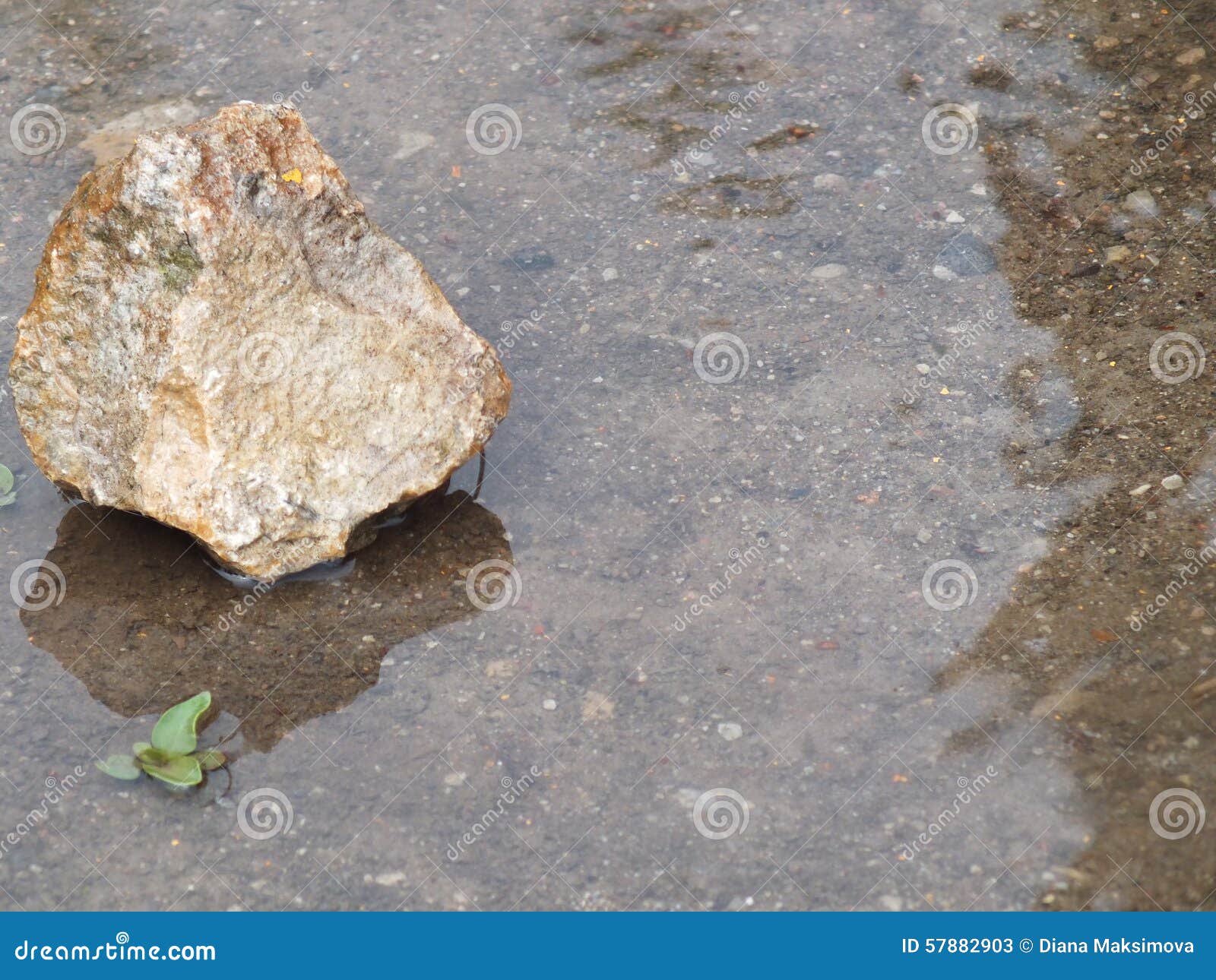 In a puddle. stock image. Image of geology, brown, puddle - 57882903