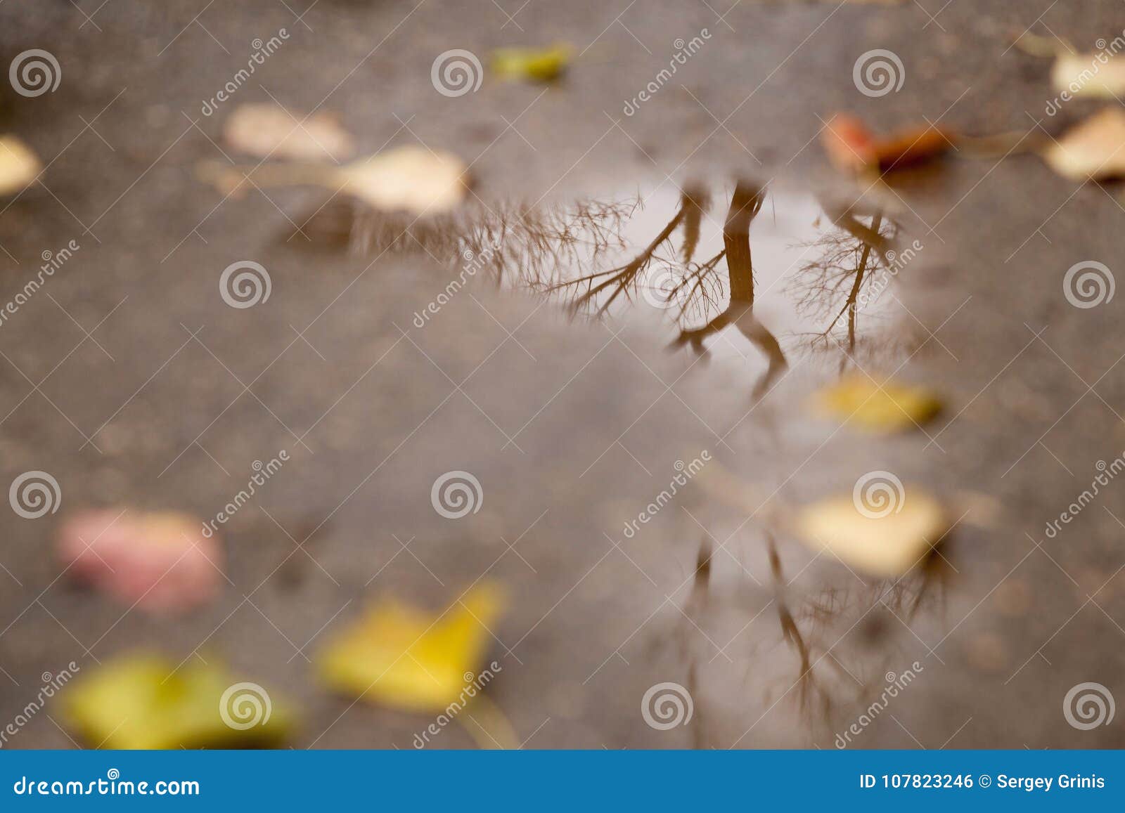 Fall time stock photo. Image of puddle, tree, fall, leafs - 107823246