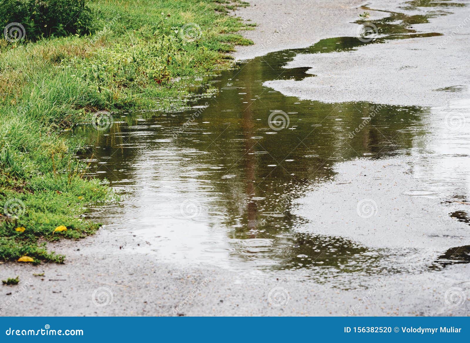 Puddle with Tree Reflection in the Rain. Rainy Day_ Stock Photo - Image ...