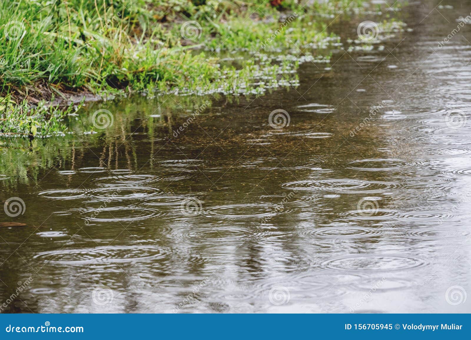 Puddle with Tree Reflection in the Rain. Rainy Day. it`s Raining, it`s ...