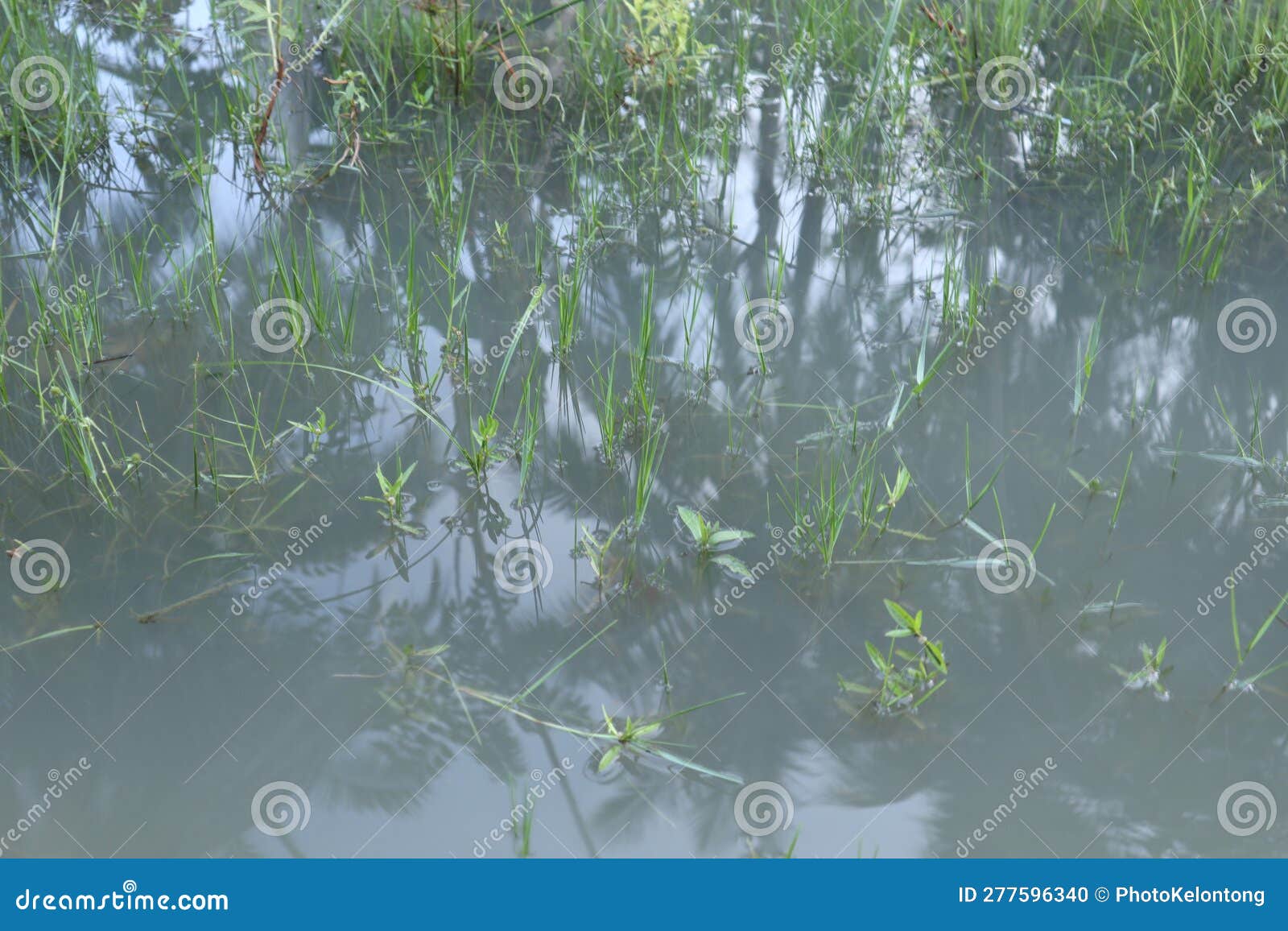 Puddle of Water on Green Grass Stock Photo - Image of swamp, natural ...