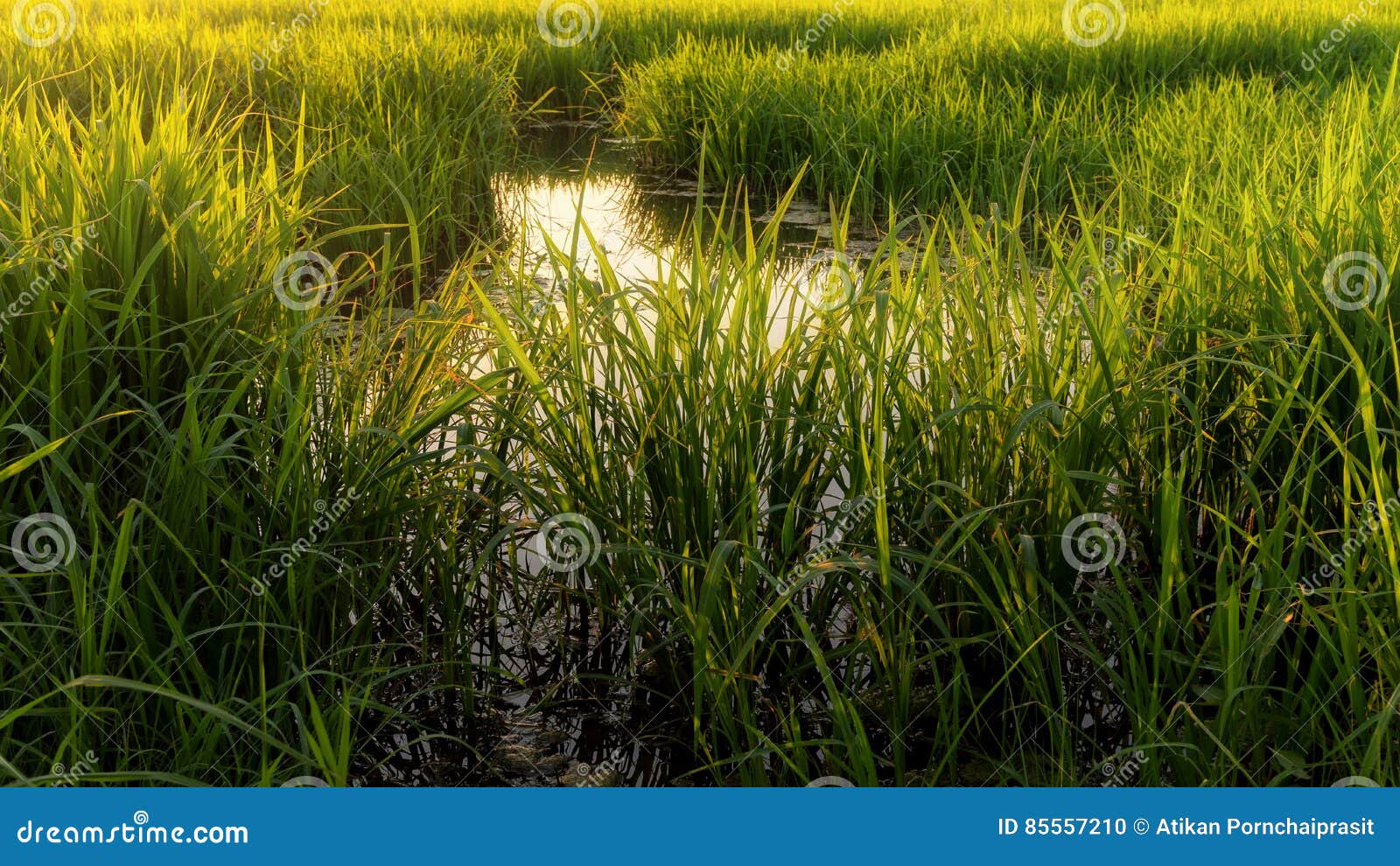 Puddle of water at stock photo. Image of grow, autumn - 85557210