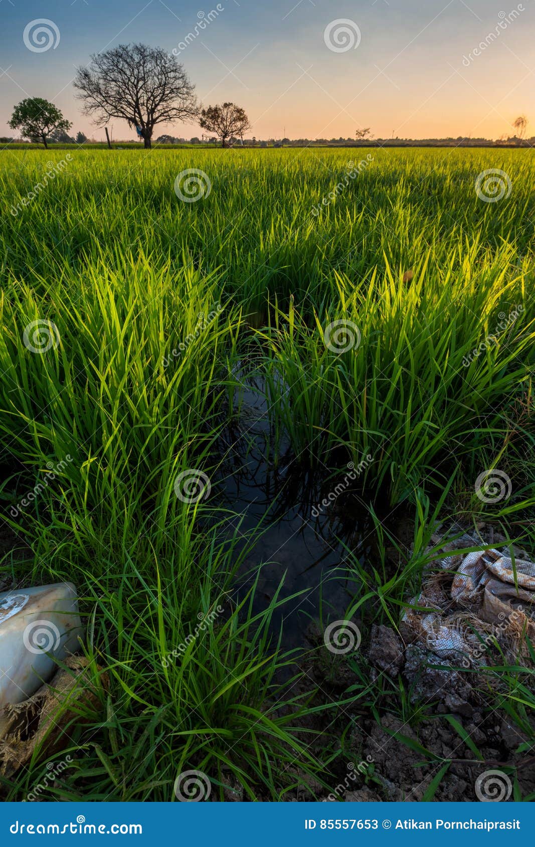 Puddle of water at stock image. Image of beautiful, farm - 85557653