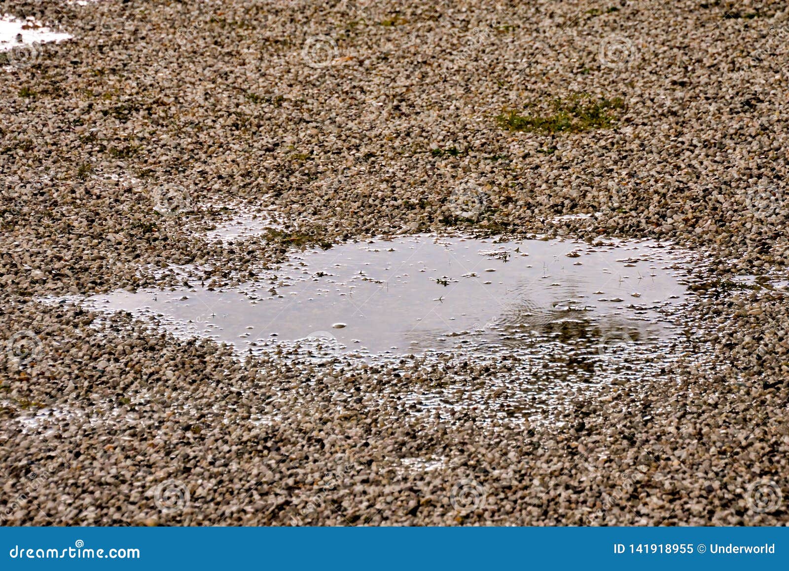 Puddle of Water and Raindrops Stock Image - Image of drop, puddle ...
