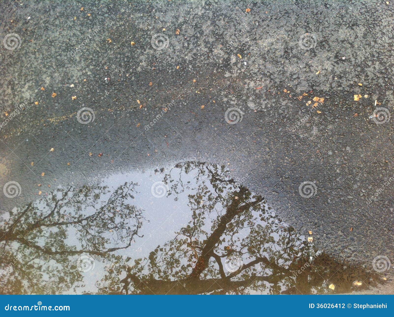 Puddle stock photo. Image of rain, pebbles, puddle, pretty - 36026412