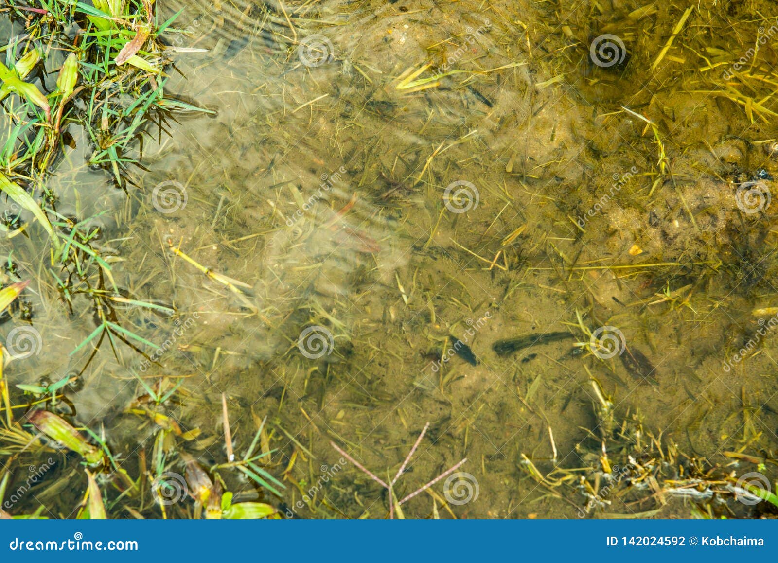Puddle of Water with Small Fish Stock Photo - Image of spring, macro ...